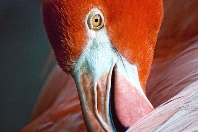 Skip the Line: Flamingo Gardens Admission Ticket in Fort Lauderdale - What Is Flamingo Gardens? An Overview