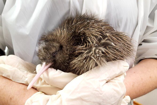 Skip the Line: Franz Josef Wildlife Center Ticket with Optional Backstage Pass - Practicalities and Tips