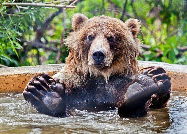 Skip the Line: Kamloops BC Wildlife Park Admission Ticket - Exploring the Kamloops BC Wildlife Park: A Genuine Look at the Animal Sanctuary