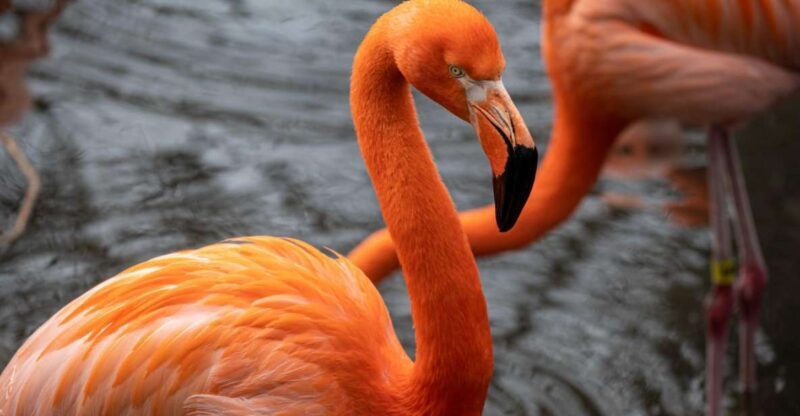 Skip-the-line Tickets to Bronx Zoo with Private Transfers - Why the Bronx Zoo Tour Stands Out
