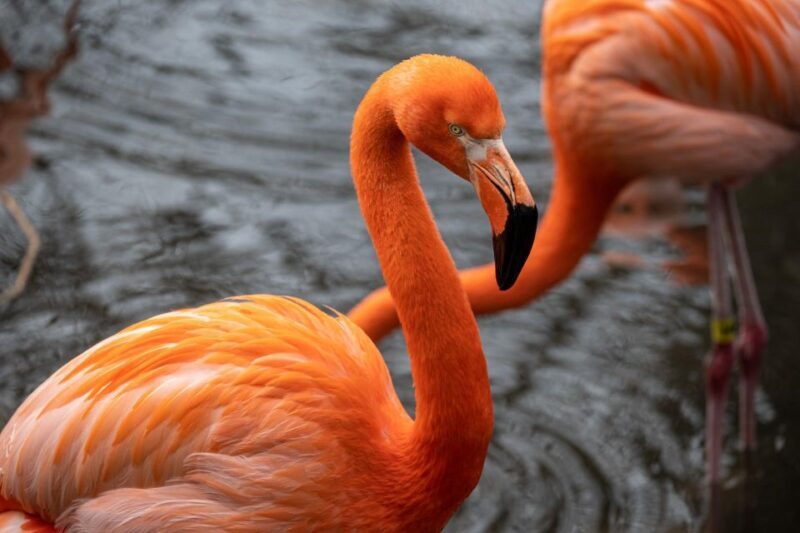 Skip-the-line Tickets to Bronx Zoo with Private Transfers - Authentic Experiences and Practical Value