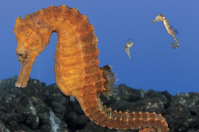 Skip the Ticketing Line: Aquarium of the Pacific General Admission Ticket - The new "Frogs: Facing a Changing World" exhibit