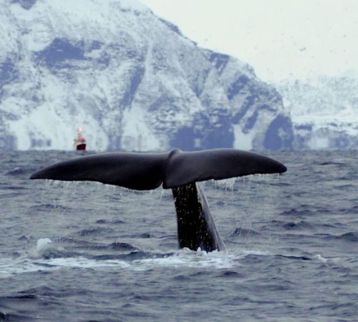 Skjervøy: Birds and Wildlife of Arctic Norway - Key Points