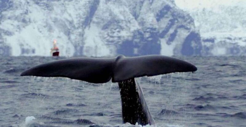 Skjervøy: Birds and Wildlife of Arctic Norway - A Detailed Look at the Wildlife Tour