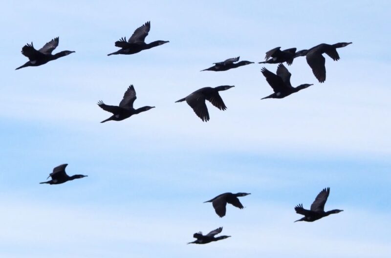Skjervøy: Birds and Wildlife of Arctic Norway - Frequently Asked Questions