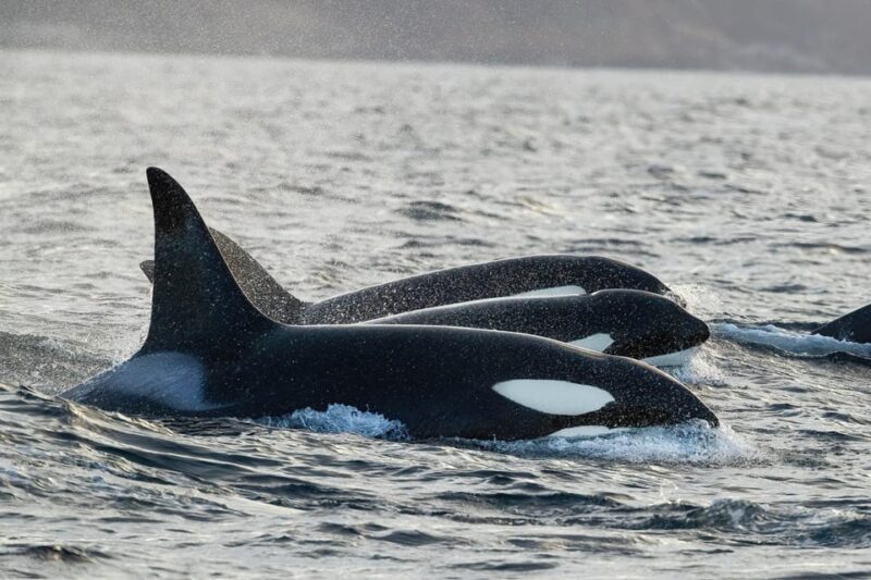 Skjervøy: Orca and Whale-Watching comfort heated Boat Trip - Introduction: An Arctic Whale-Watching Experience with a Top-Notch Comfort Twist