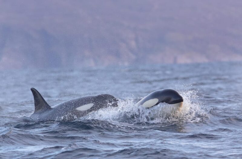 Skjervøy: Orca and Whale-Watching comfort heated Boat Trip - What’s Included and What’s Not