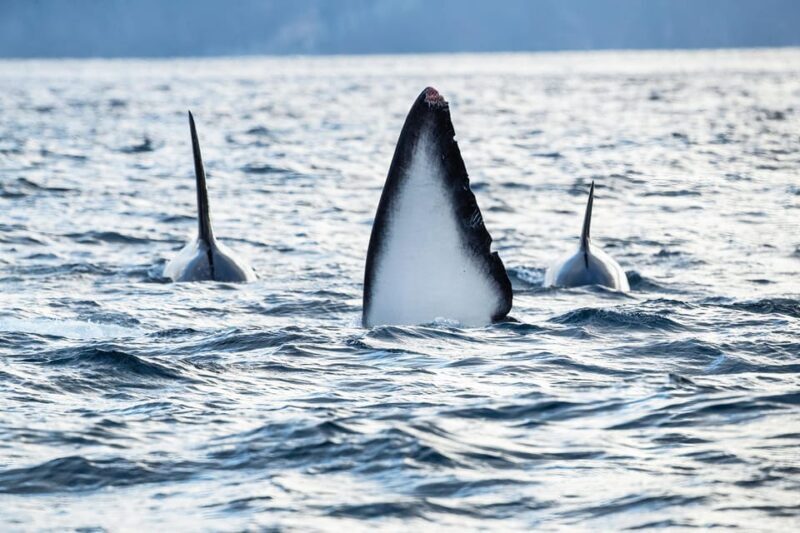 Skjervøy: Orca and Whale-Watching comfort heated Boat Trip - The Experience from the Guest Perspective