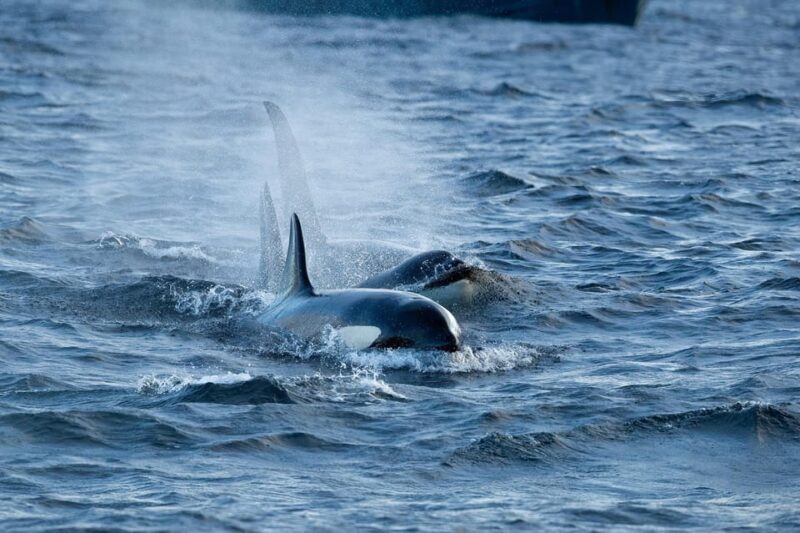 Skjervøy: Orca and Whale-Watching comfort heated Boat Trip - Pricing and Value