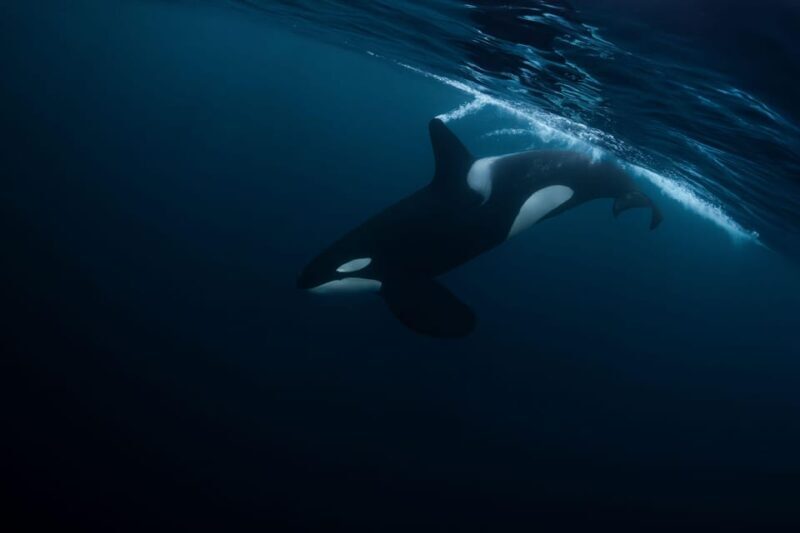 Skjervøy: Orca and Whale-Watching comfort heated Boat Trip - FAQs