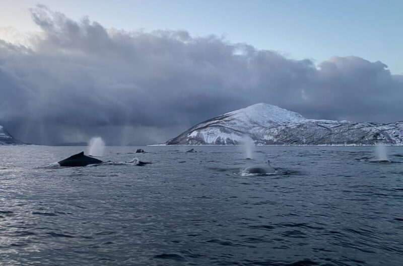 Skjervøy: Whale and Orca Watching Tour by RIB Boat - An In-Depth Look at the Whale-Watching Tour from Skjervøy
