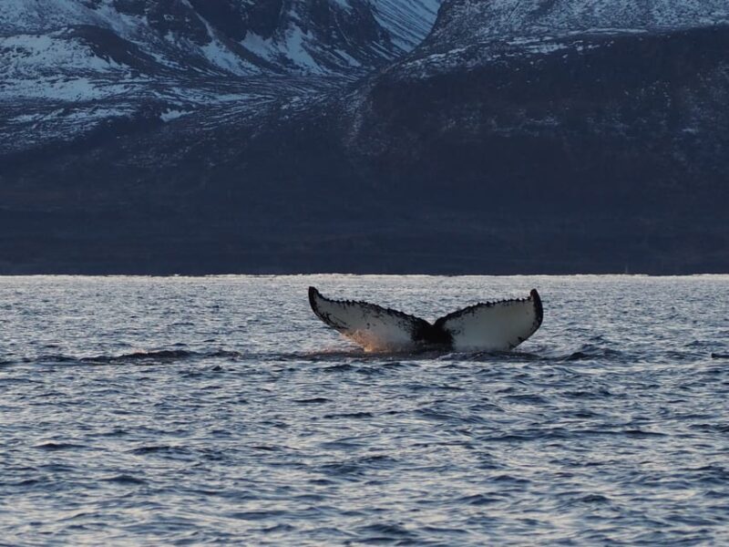 Skjervøy: Whale and Orca Watching Tour by RIB Boat - Who Will Love This Experience?