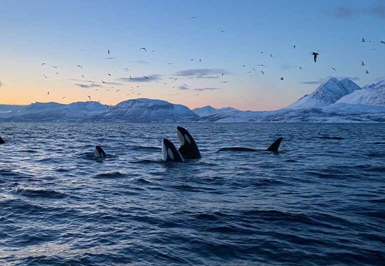 Skjervøy: Whale and Orca Watching Tour by RIB Boat - FAQ