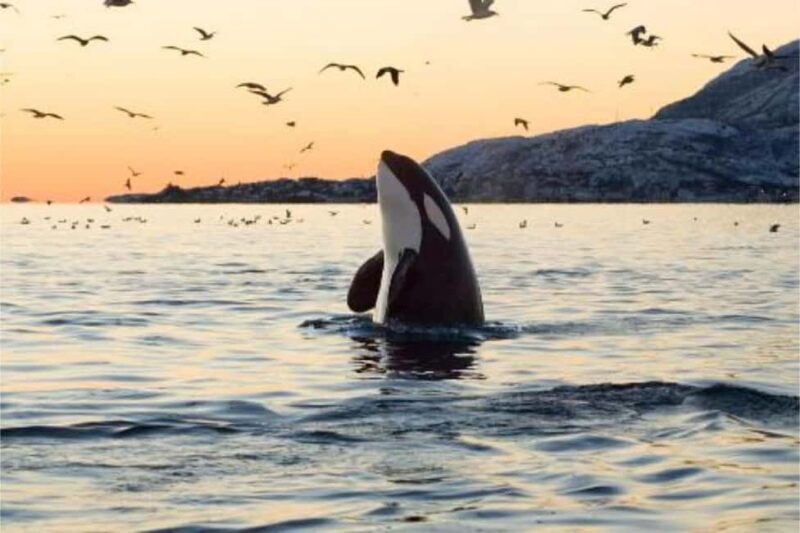 Skjervøy: Whale-Watching RIB Tour (No transfer from Tromso) - Key Points