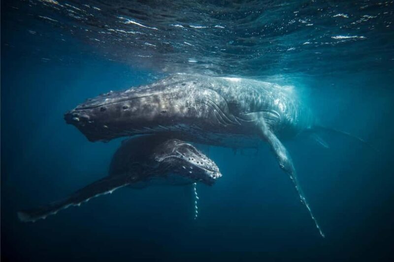 Skjervøy: Whale-Watching RIB Tour (No transfer from Tromso) - Pricing and Value