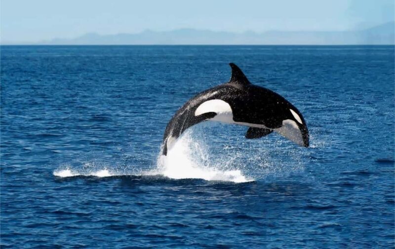 Skjervøy: Whale-Watching RIB Tour (No transfer from Tromso) - Who Will Enjoy This Tour?