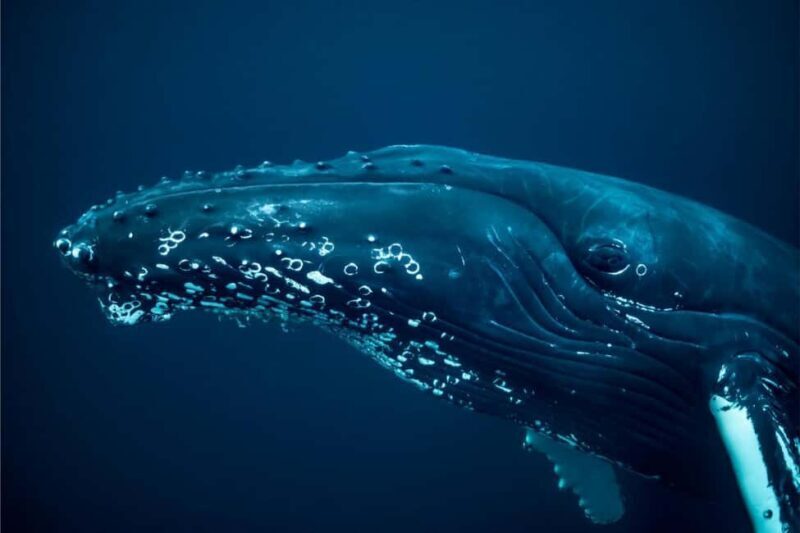 Skjervøy: Whale-Watching RIB Tour (No transfer from Tromso) - FAQs