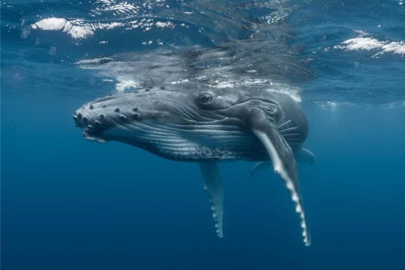 Skjervøy: Whale-Watching RIB Tour (No transfer from Tromso) - Final Thoughts