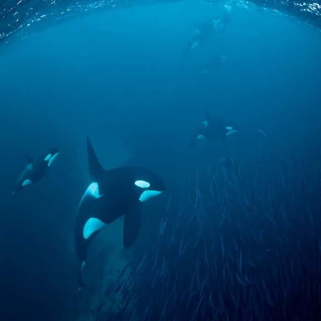 Skjervøy: Whale-Watching RIB Tour - Key Points