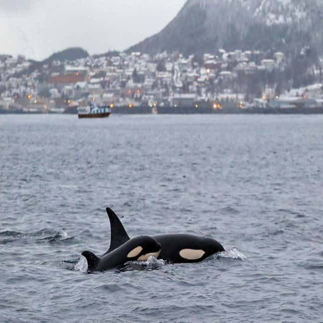 Skjervøy: Whale-Watching RIB Tour - An Authentic Arctic Wildlife Encounter