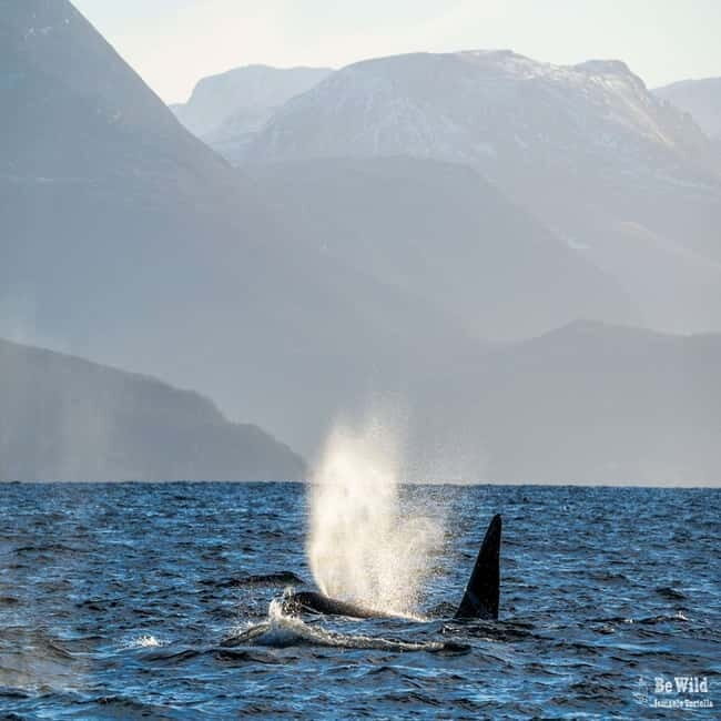 Skjervøy: Whale-Watching RIB Tour - The Arctic Landscape and Photography Opportunities
