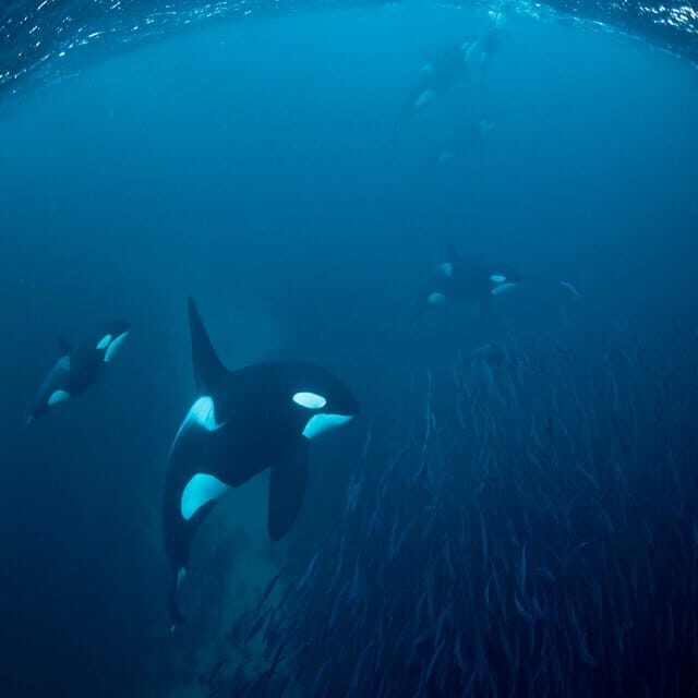 Skjervøy: Whale-Watching RIB Tour - Value and Practicalities