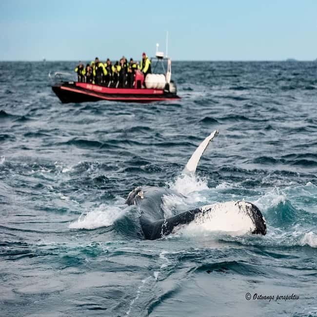 Skjervøy: Whale-Watching RIB Tour - Who Should Consider This Tour?