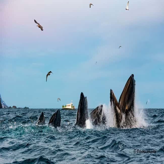 Skjervøy: Whale-Watching RIB Tour - Why This Experience Stands Out