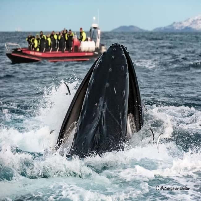 Skjervøy: Whale-Watching RIB Tour - The Sum Up