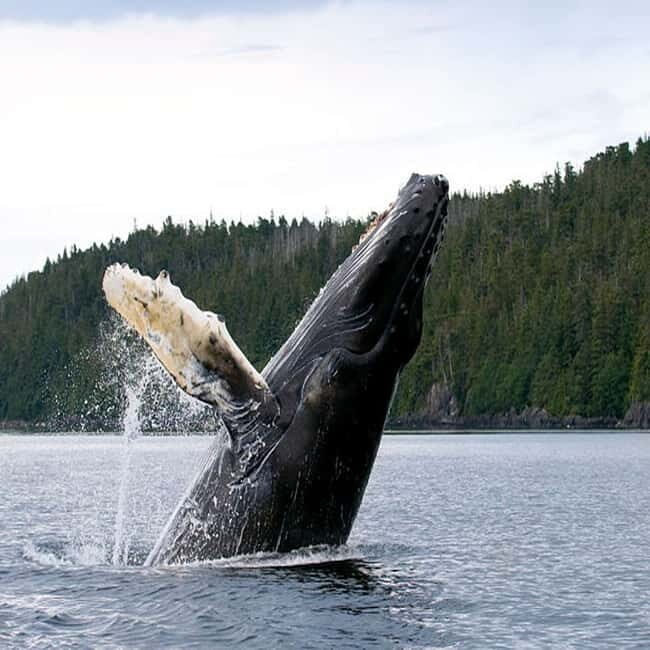 Skjervøy: Whale-Watching RIB Tour - FAQ