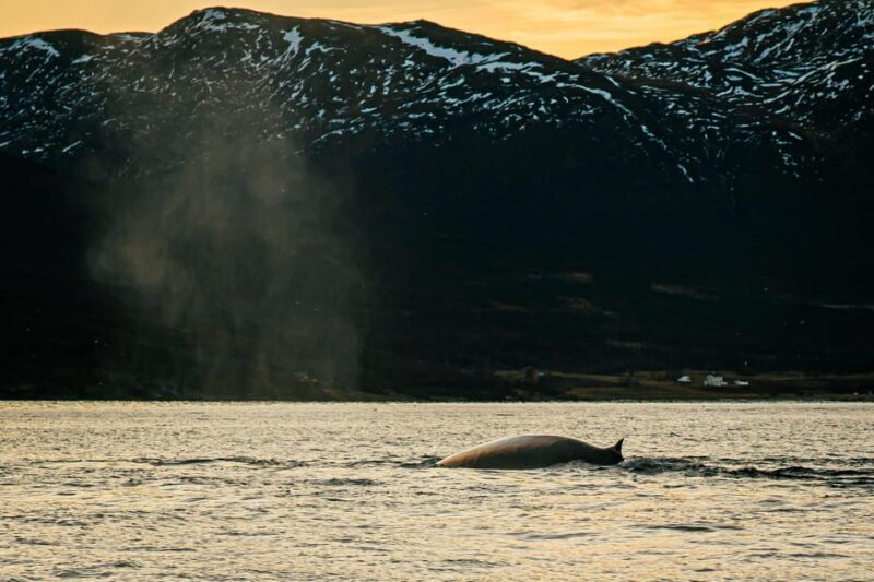 Skjervøy: Whale Watching with RIB Boat and Local Guide - Key Points