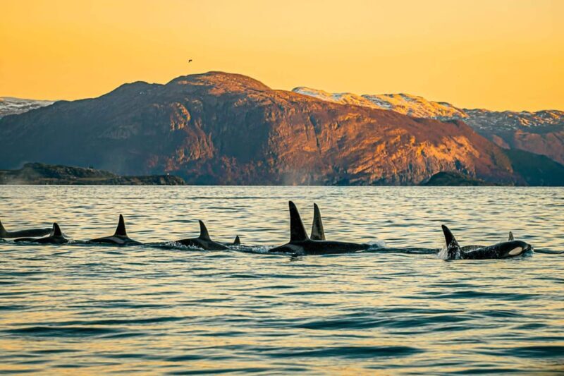 Skjervøy: Whale Watching with RIB Boat and Local Guide - The Route and What You Can Expect