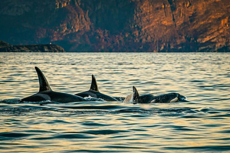 Skjervøy: Whale Watching with RIB Boat and Local Guide - Value and Practical Considerations