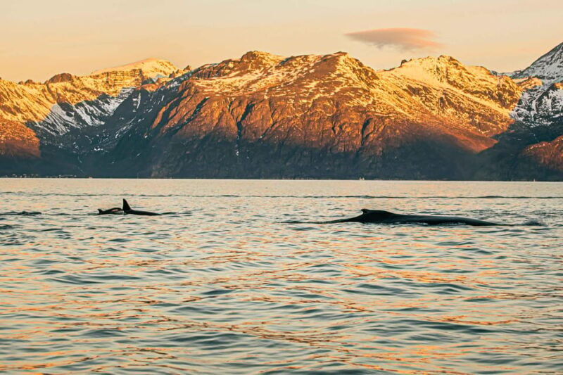 Skjervøy: Whale Watching with RIB Boat and Local Guide - The Sum Up