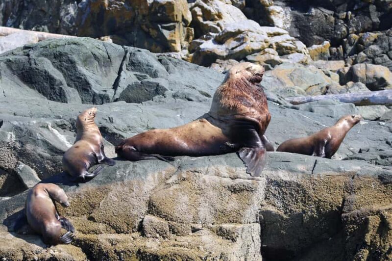 Skookumchuck Narrows: Rapids Boat Tour - The Heart of the Action: What to Expect During the Tour