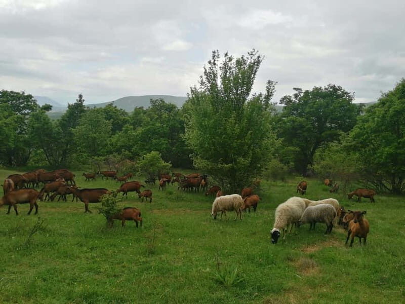 Skopje: Brodec  Spirova Hut  Crn Kamen Hike Tour - A Deep Dive into the Tour Experience