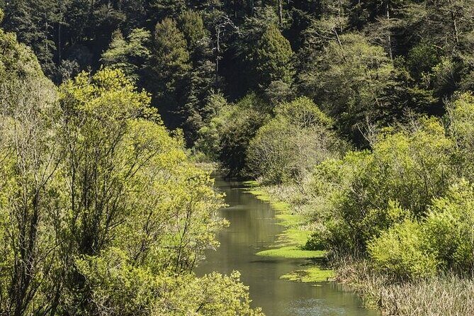 Skunk Train: Wolf Tree Turn from Willits - Key Points