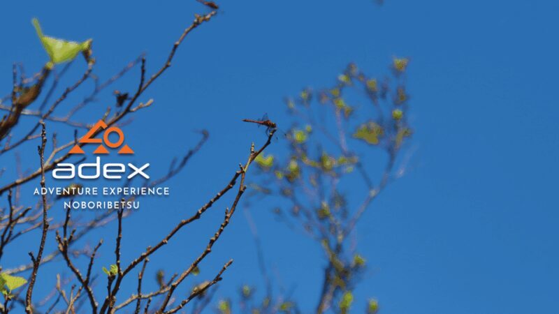 Sky walk Adventure:Ridge Trail on Date Monbetsu Peak - The Practical Aspects: What You Need to Know