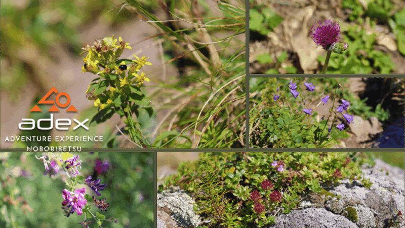 Sky walk Adventure:Ridge Trail on Date Monbetsu Peak - The Experience: What to Expect on the Trail
