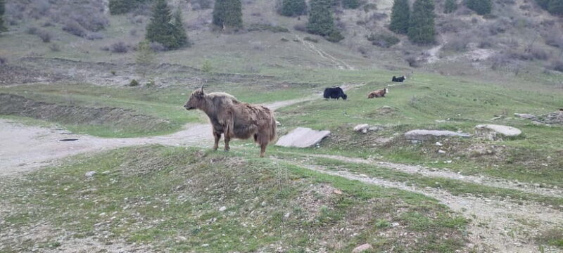 Skyline Hike in Almaty: Bukreev Peak - Who Should Consider This Tour?
