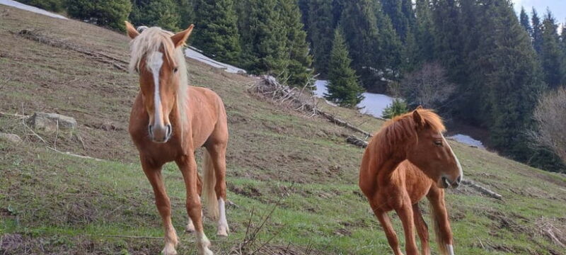 Skyline Hike in Almaty: Bukreev Peak - Final Thoughts