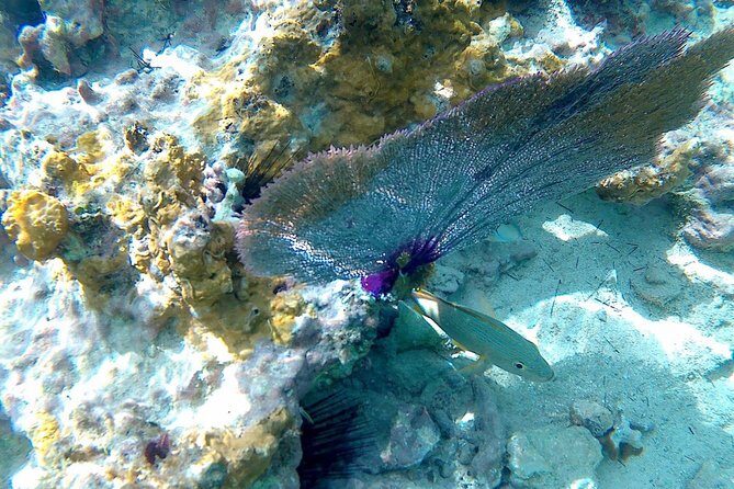 SkyReef Cozumel Snorkel & Tequila Tasting - Frequently Asked Questions