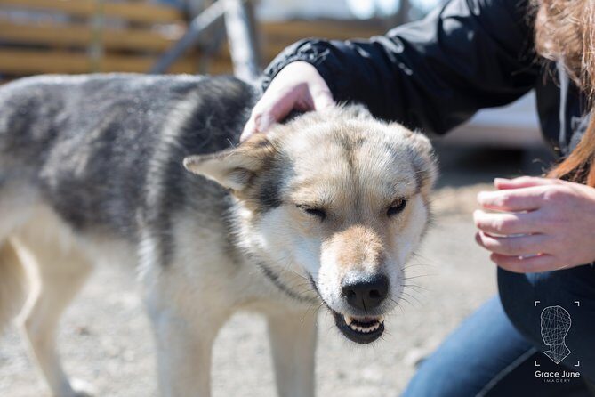 Sled Dog Adventure and Pan for Gold in the Yukon - Who Will Love This Tour?
