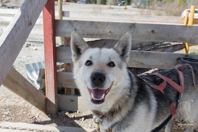 Sled Dog Adventure and Pan for Gold in the Yukon - Final thoughts