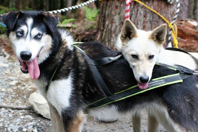 Sled Dog Adventure in Skagway - Introduction: Why This Tour Is Worth Considering