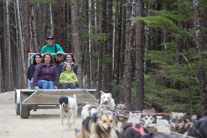 Sled Dog Adventure in Skagway - Real Experiences from Travelers