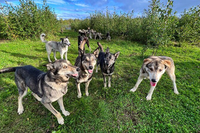 Sled Dog Kennel Tour - What to Expect from the Sled Dog Kennel Tour