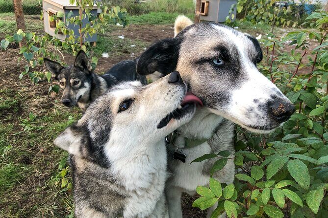 Sled Dog Kennel Tour - FAQs