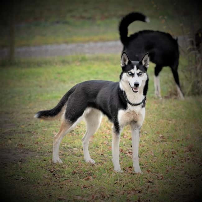 SLED DOG KENNEL VISIT TARTU COUNTRY ESTONIA - The Sum Up