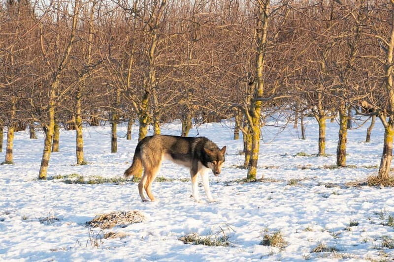SLED DOG KENNEL VISIT TARTU COUNTRY ESTONIA - FAQ